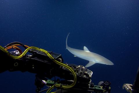 Gallery | Nautilus Live