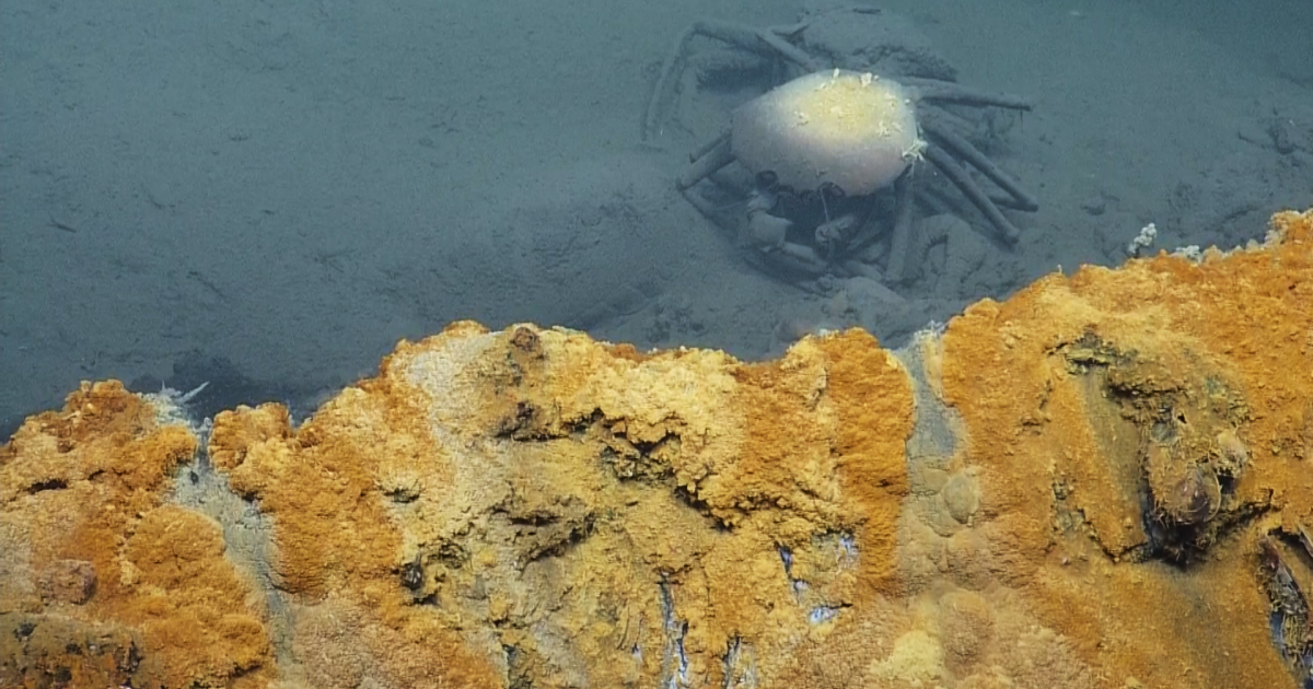 Living on The Edge: Brine Pool Organisms | Nautilus Live