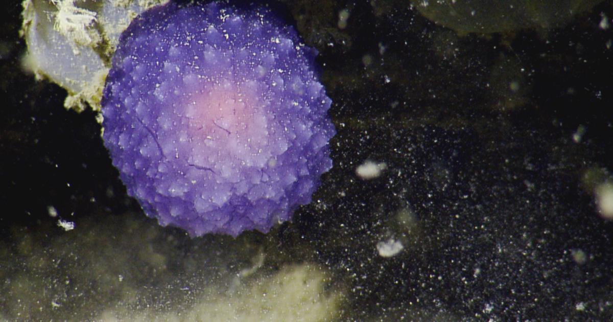 Mysterious Purple Orb | Nautilus Live Mysterious Purple Orb | Nautilus Live