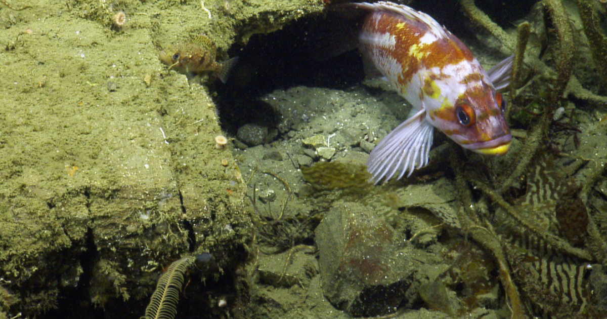 Stunning Corals & Creatures of the Channel Islands NMS | Nautilus Live