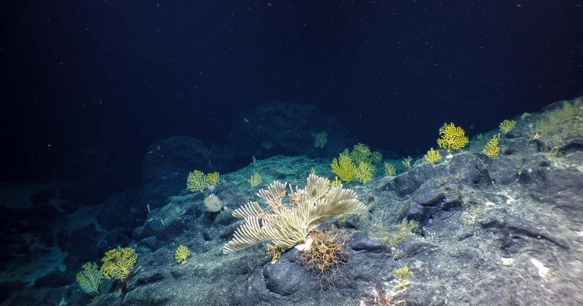 Get To Know Deep Sea Corals of the Central Pacific | Nautilus Live