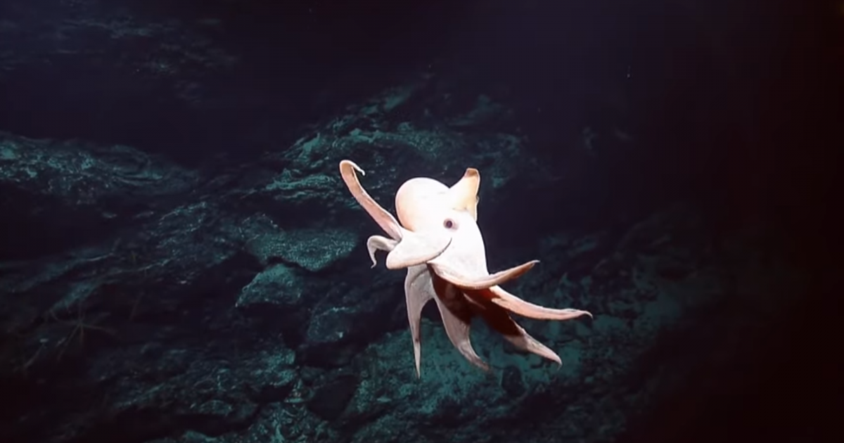 2019 Nautilus Expedition Mid-Season Highlights | Nautilus Live 2019 Nautilus Expedition Mid-Season Highlights | Nautilus Live