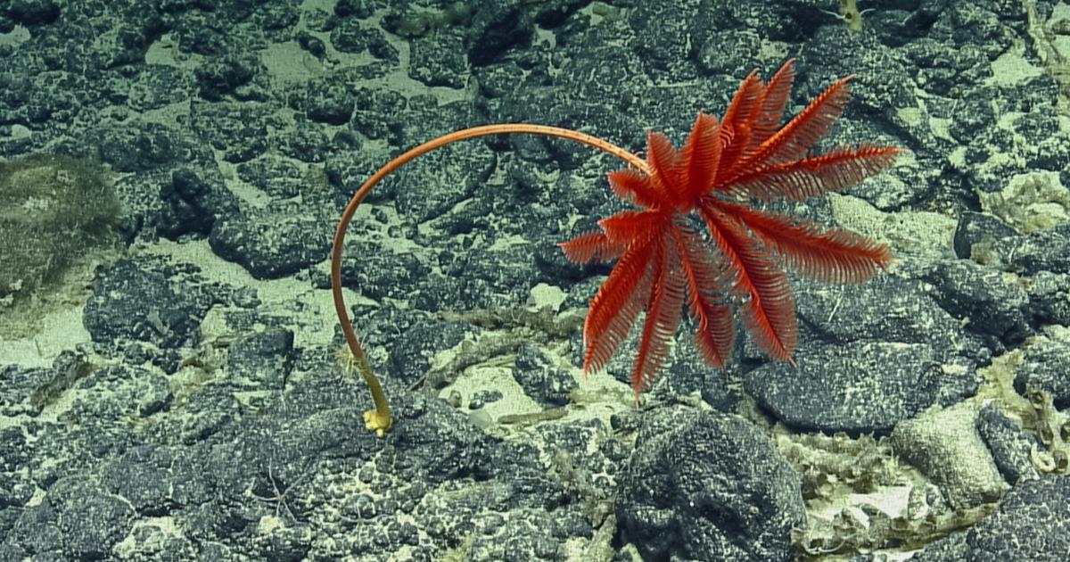 A Deep Sea Creature Color Wheel in Three Languages | Nautilus Live