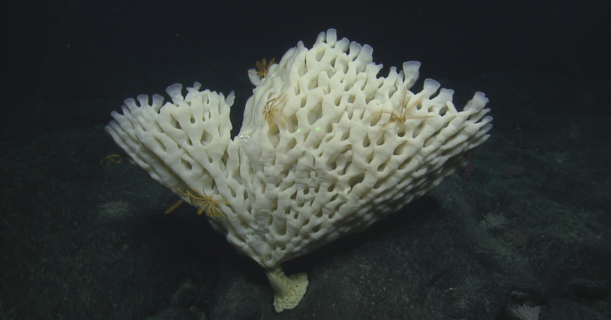 A Bouquet of Deep Sea Lilies & Feather Stars: Crinoids of ...