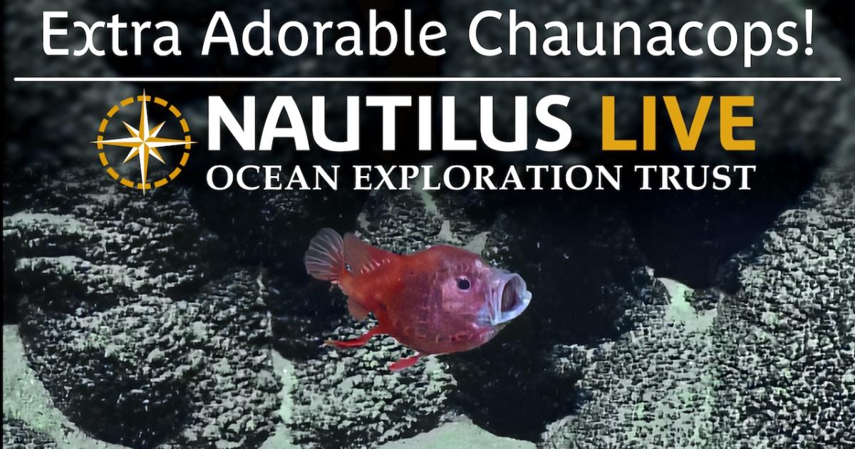 Extra Adorable Chaunacops in American Samoa | Nautilus Live