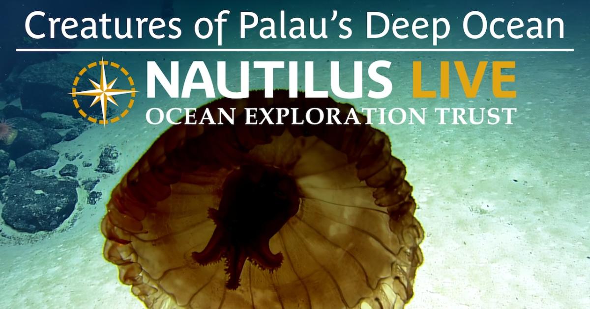 Squishy, Floaty, and Swimmy: Creatures of Palau’s Deep Ocean | Nautilus ...