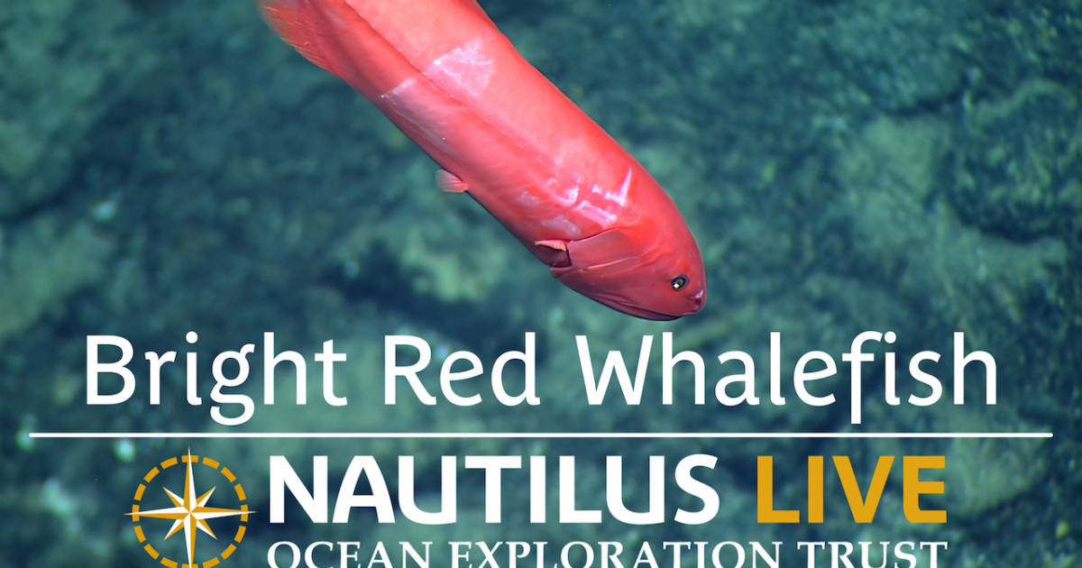 Bright Red Velvet Whalefish in Palau | Nautilus Live