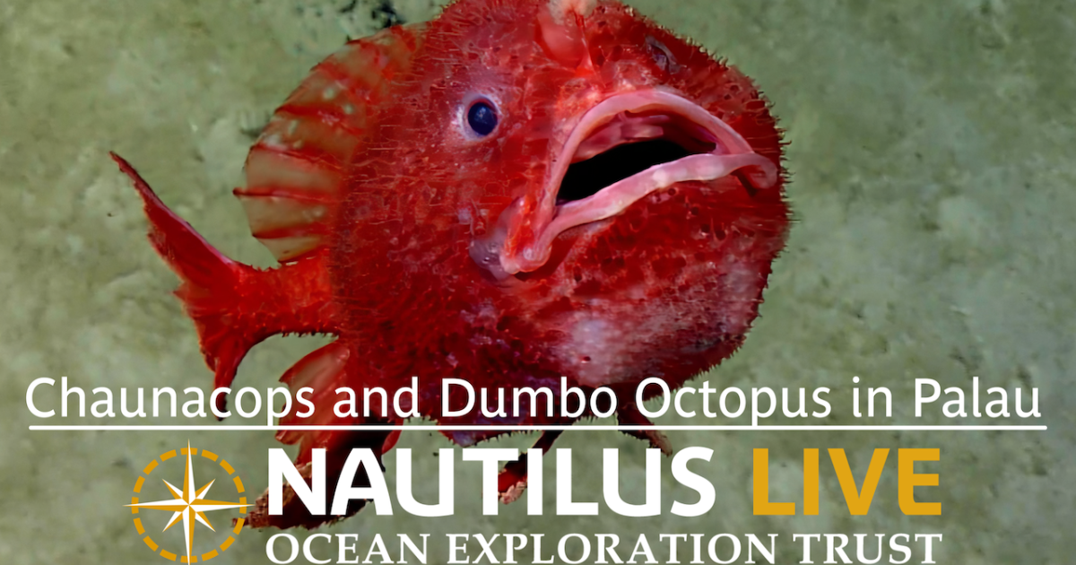 Exceptional Footage of Chaunacops and Dumbo Octopus in Palau | Nautilus ...
