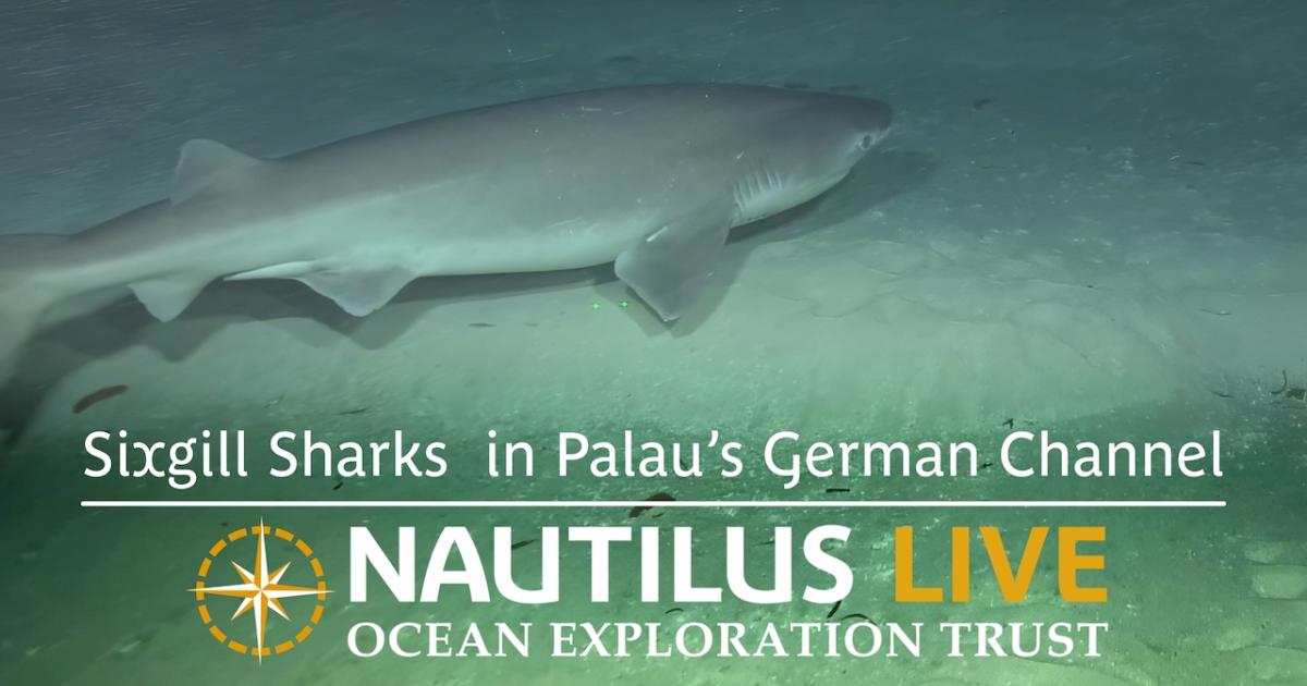 Sixgill Sharks Spotted in Palau’s German Channel | Nautilus Live
