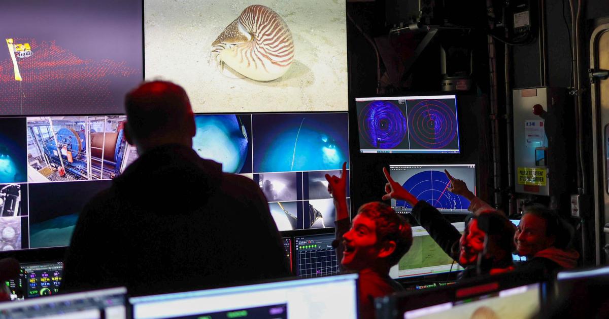 Seeing Nautilus belauensis from E/V Nautilus | Nautilus Live