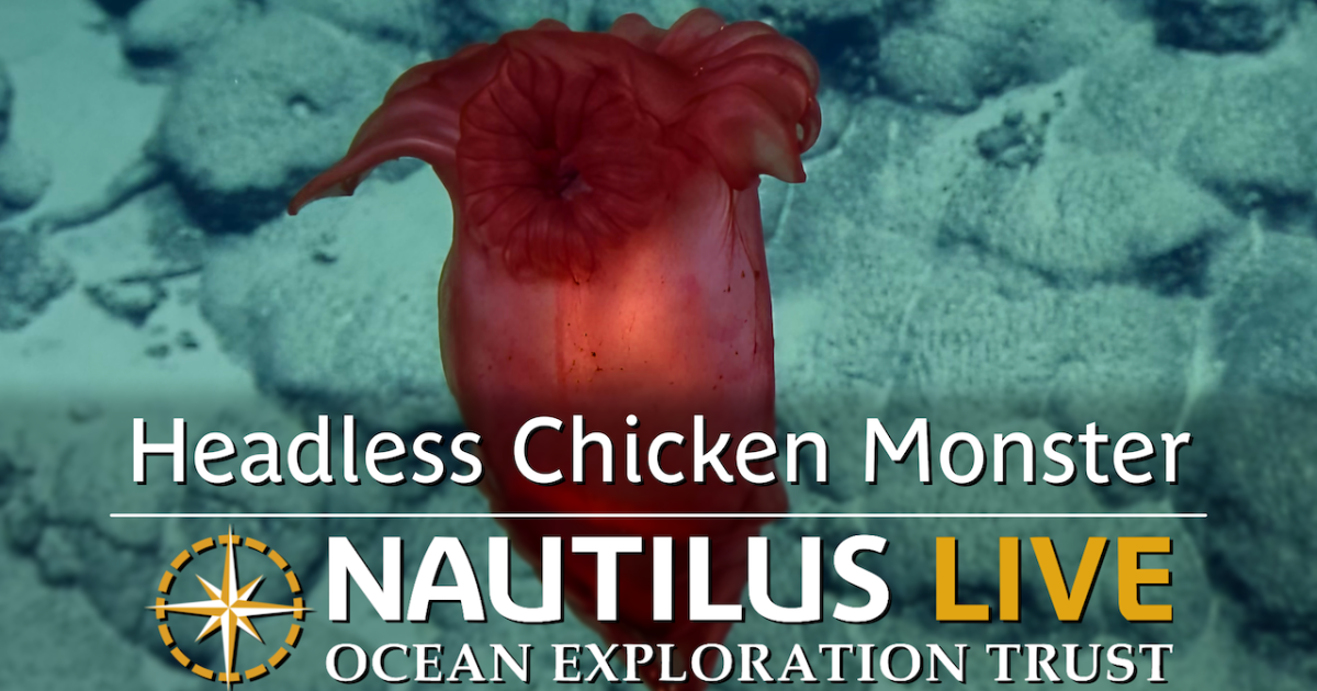 See-Through Headless Chicken Monster Wows Explorers | Nautilus Live