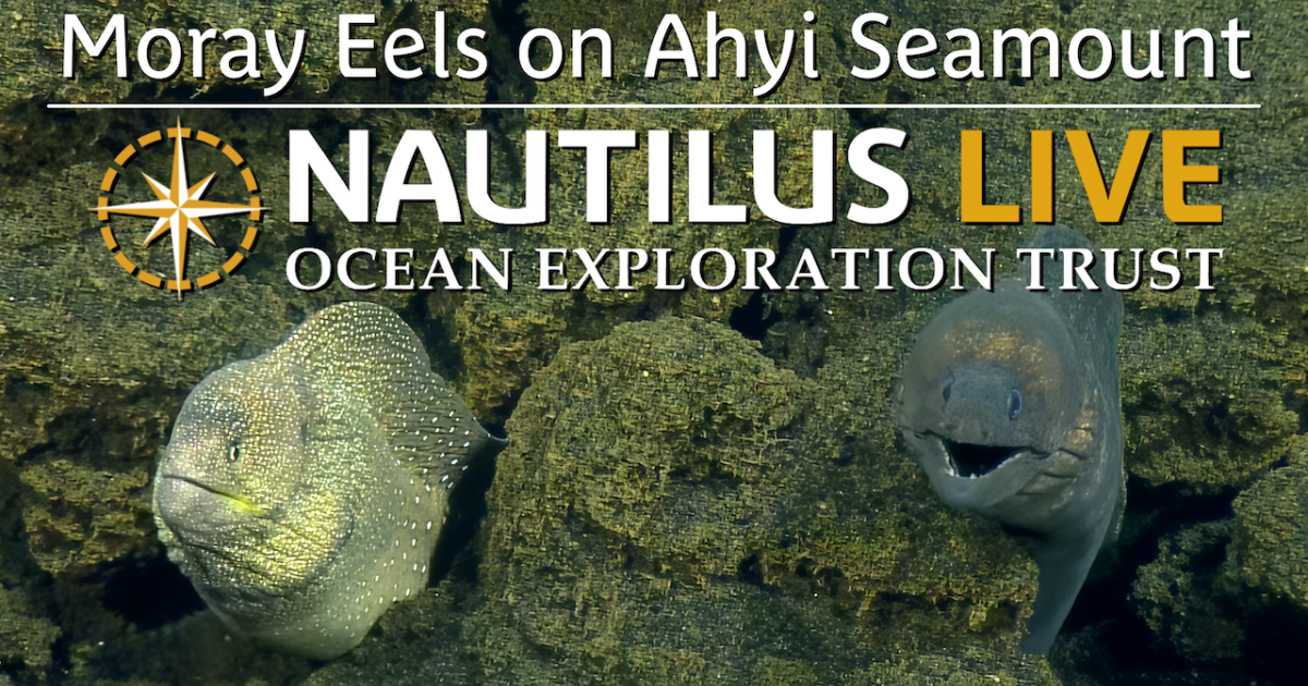 R(eel)y Photogenic Moray Pair on Ahyi Seamount | Nautilus Live