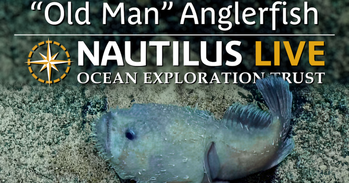 “Old Man” Sladenia Anglerfish in the Marianas | Nautilus Live