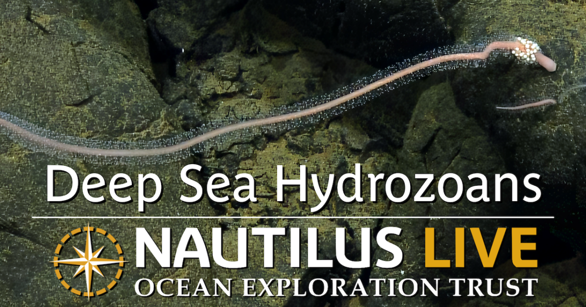 Deep-Sea Hydrozoans of the Burke Vent Field | Nautilus Live