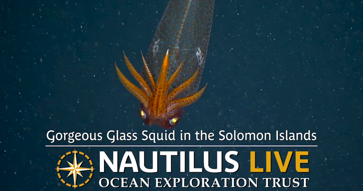 Gorgeous Glass Squid in the Solomon Islands | Nautilus Live