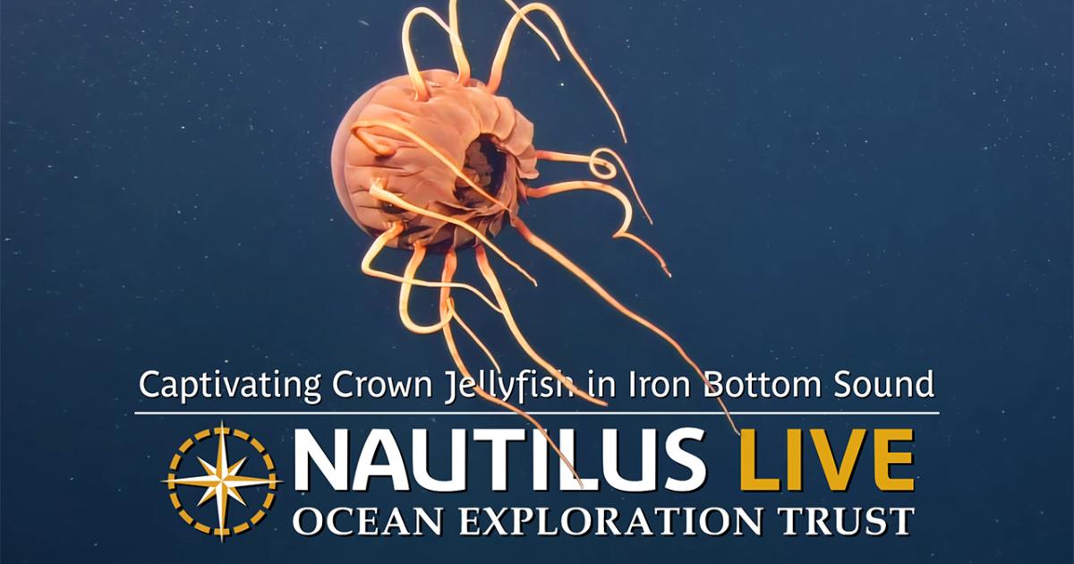 Captivating Crown Jellyfish in Iron Bottom Sound | Nautilus Live