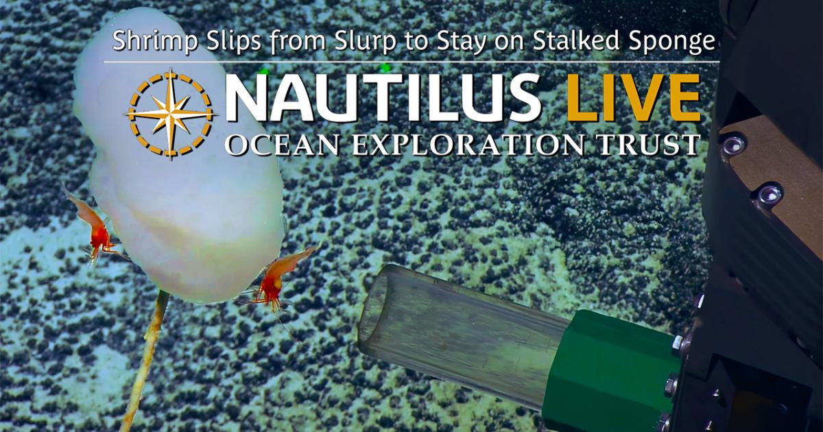 Shrimp Slips from Slurp to Stay on Stalked Sponge | Nautilus Live