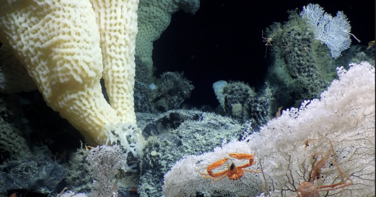New Frontiers in Ocean Exploration: The E/V Nautilus, NOAA Ship Okeanos ...