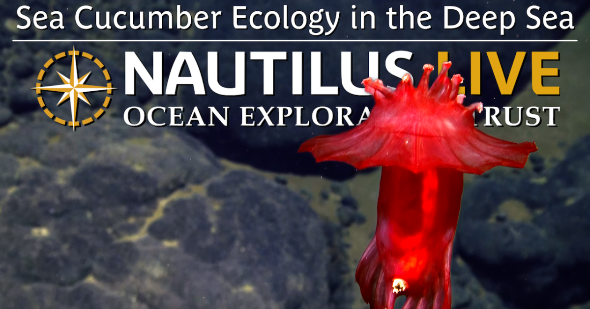 Sea Cucumber Ecology in the Cook Islands Deep Sea | Nautilus Live