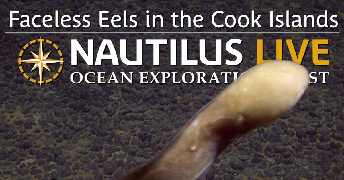 Faceless Eels in the Cook Islands Deep | Nautilus Live