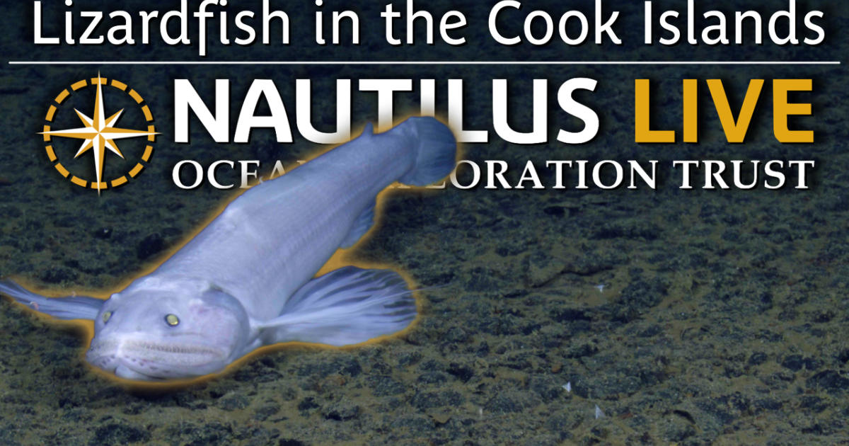 Spooky Lizardfish on Cook Islands' Seafloor | Nautilus Live