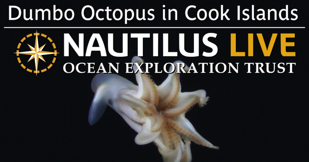 Dumbo Octopus Wows Team With Tentacles | Nautilus Live