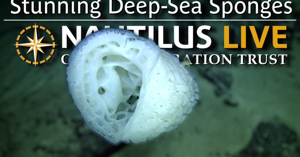 Abyssal Sponges in the Cook Islands | Nautilus Live