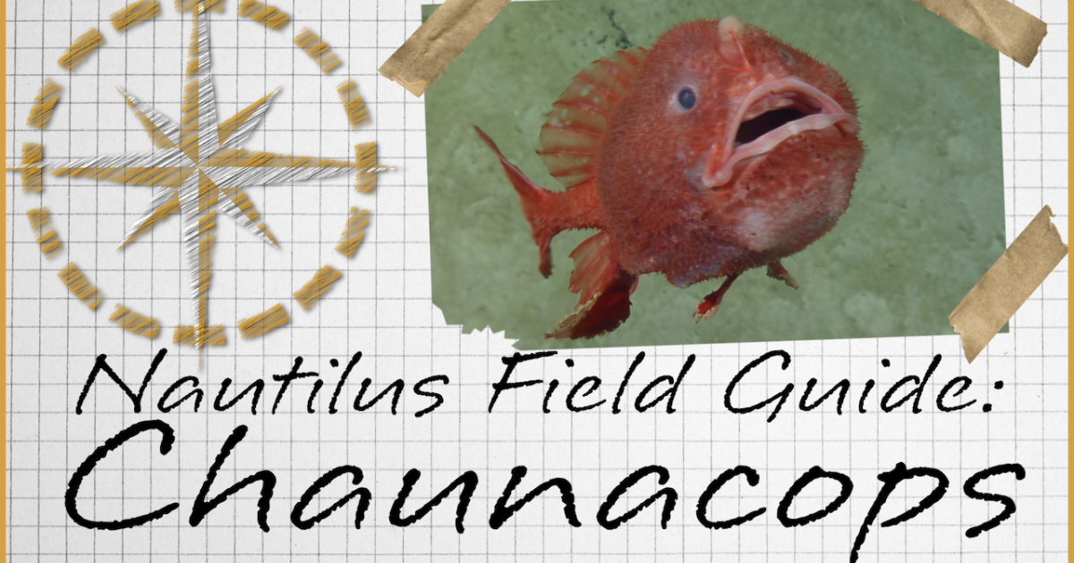 Nautilus Field Guide: Chaunacops Anglerfish | Nautilus Live