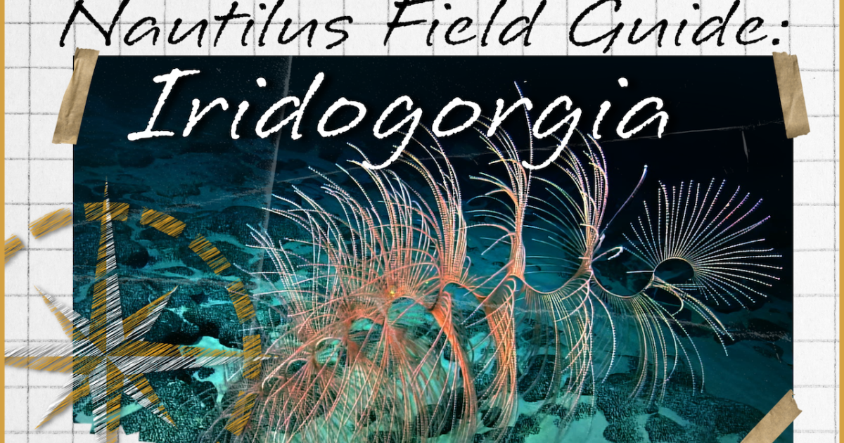 Nautilus Field Guide: Iridogorgia Firework Corals | Nautilus Live