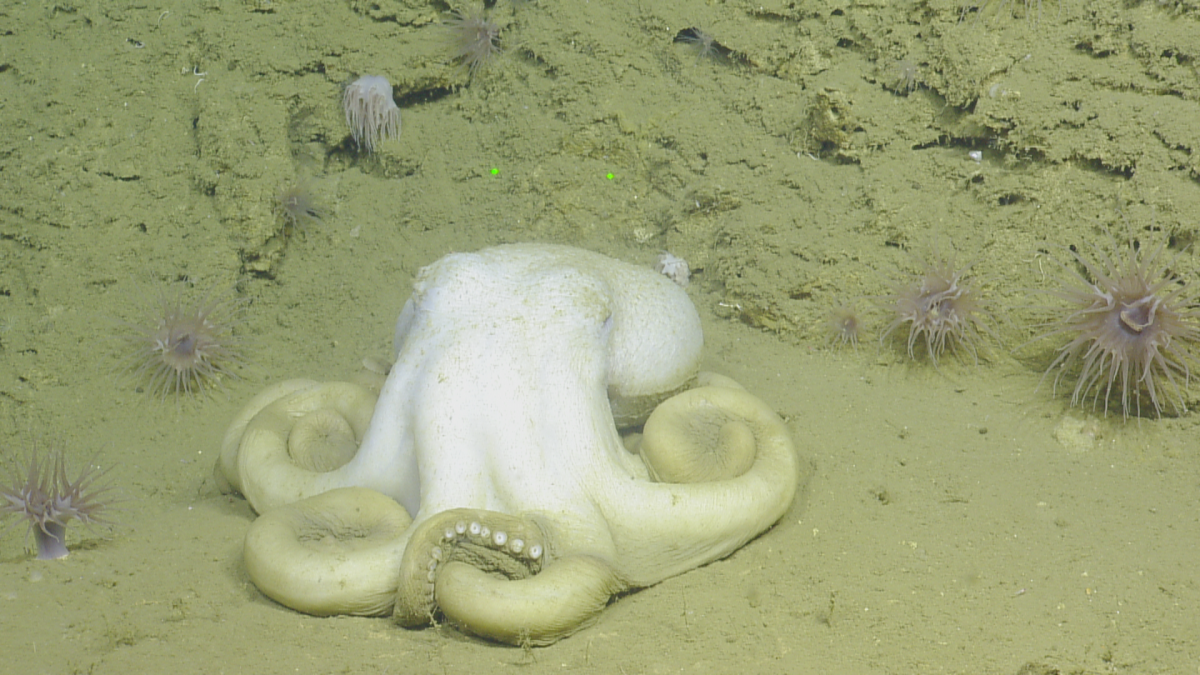 Cephalopods of Cordell Bank National Marine Sanctuary | Nautilus Live Cephalopods of Cordell Bank National Marine Sanctuary | Nautilus Live
