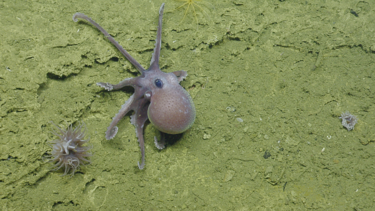 Cephalopods of Cordell Bank National Marine Sanctuary | Nautilus Live Cephalopods of Cordell Bank National Marine Sanctuary | Nautilus Live