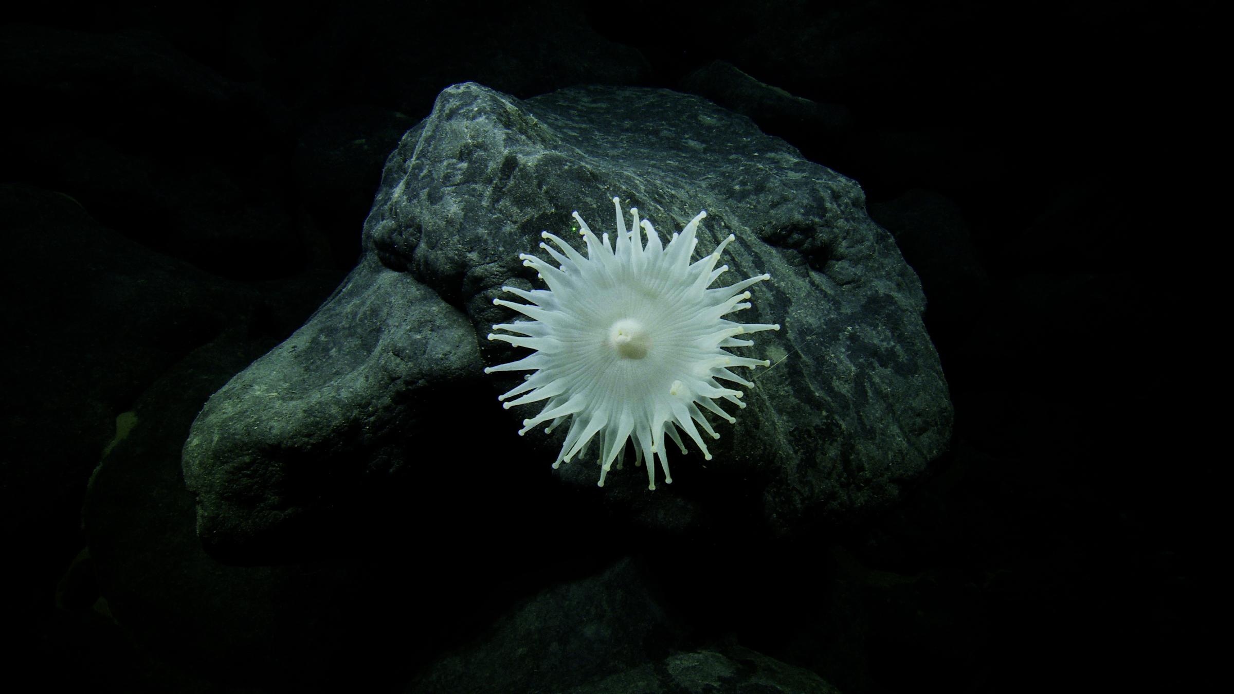 Exploring the Cook Islands Deep Seabed in High Resolution Like Never ...