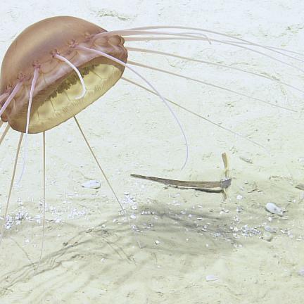 "Alien" Creatures of the Deep Ocean | Nautilus Live