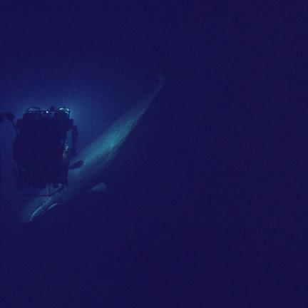 Photos: Sperm Whale Visits ROV Hercules | Nautilus Live