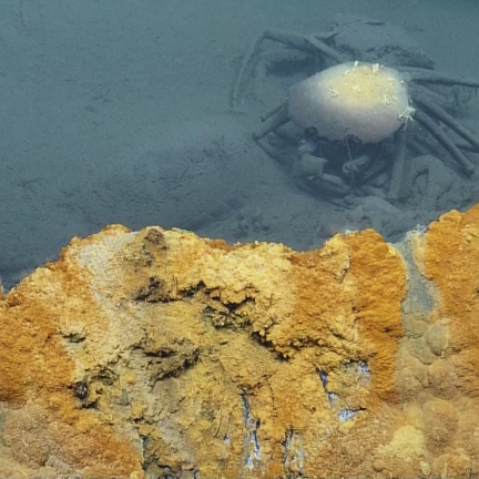 Living on The Edge: Brine Pool Organisms | Nautilus Live