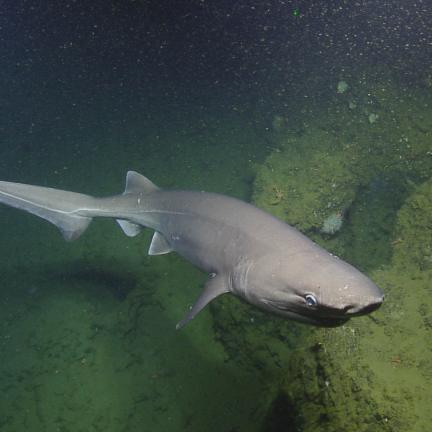 Sharks, Skates, and Ghost Sharks in the Channel Islands | Nautilus Live