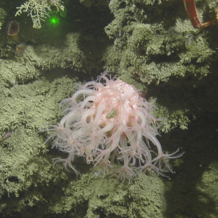 Diving into the Coral Cliffs of Barkley Canyon | Nautilus Live