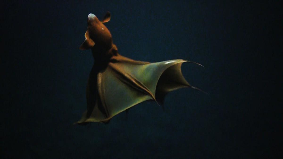 vampire squid bbc