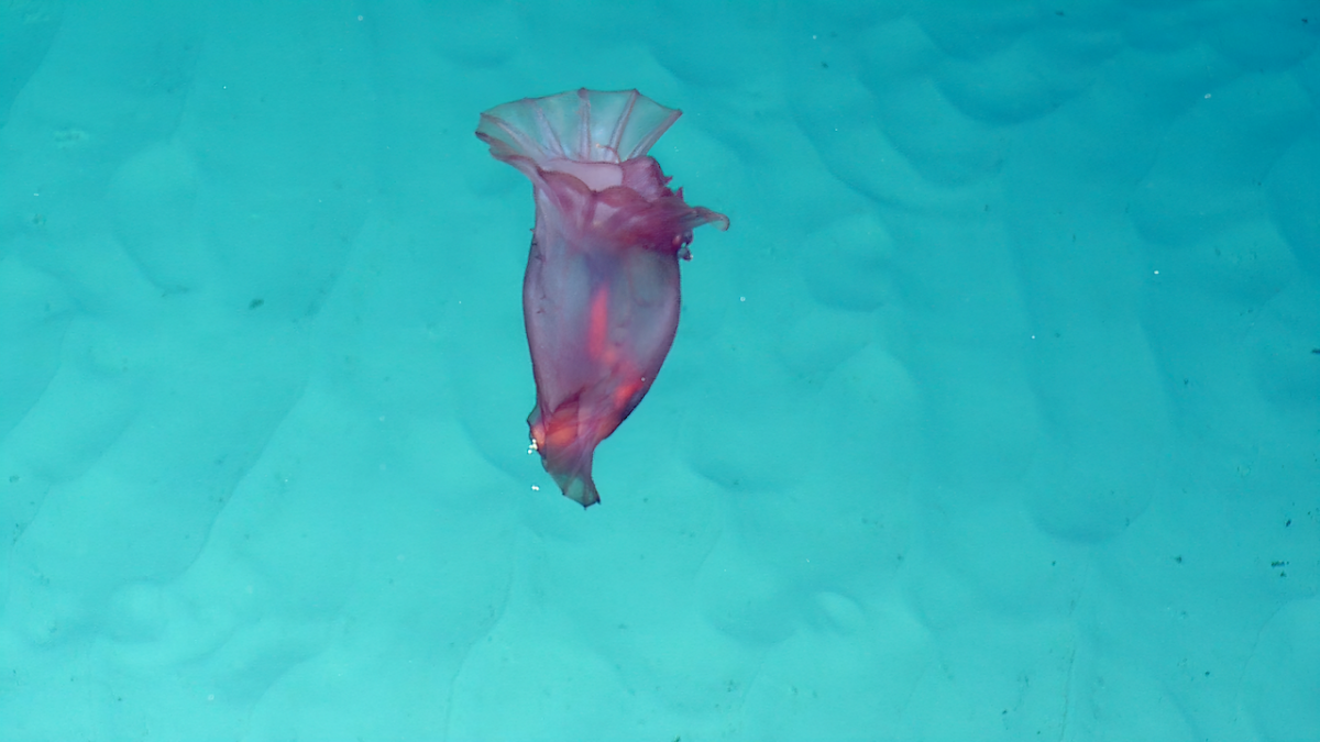 Purple Deep Sea Cucumber