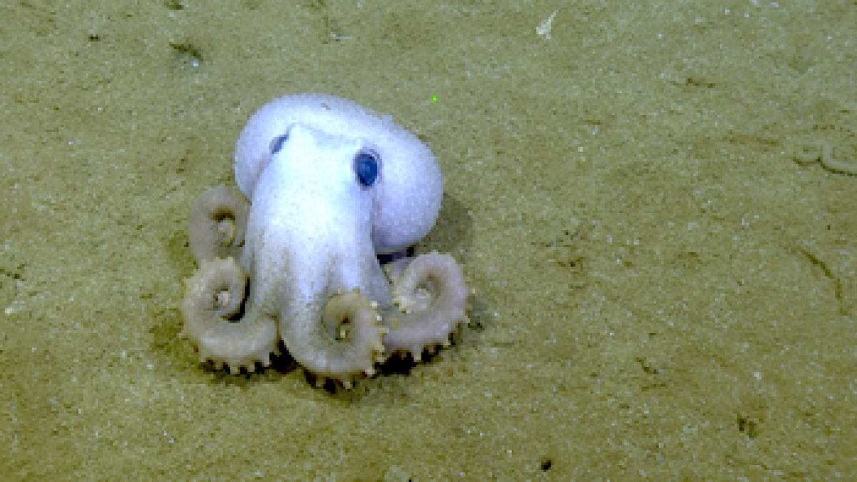 Hydrothermal Vent Octopus